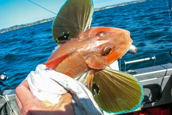 Netting and gaffing your catch - The Fishing Website