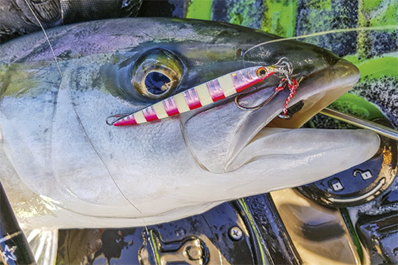 Small Baits Tips for NZ Inshore Species - The Fishing Website
