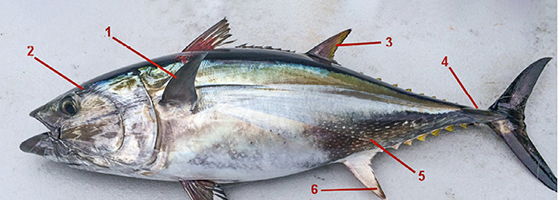 Catching And Identifing Southern Bluefin Tuna - The Fishing Website