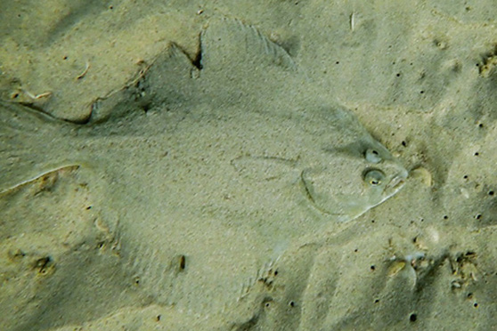 Flounder Spear Fishing