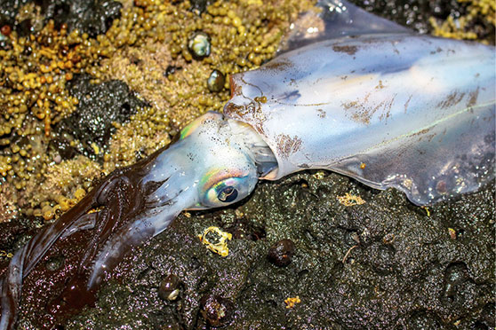 Squid fishing - let's go! - The Fishing Website