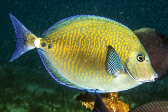 Spotted sawtail (Prionurus maculatus) profile - The Fishing Website