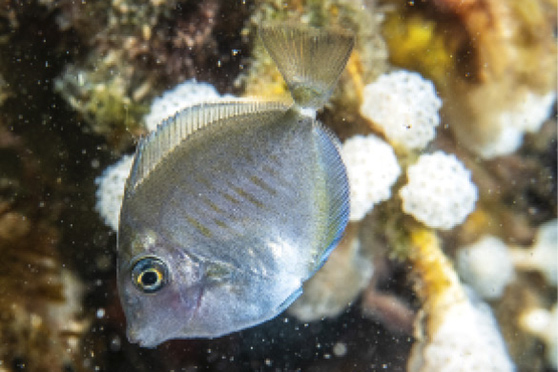 Spotted sawtail (Prionurus maculatus) profile - The Fishing Website