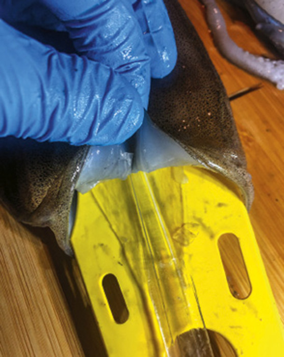 SquidEzy Squid Cleaning Tool review - The Fishing Website