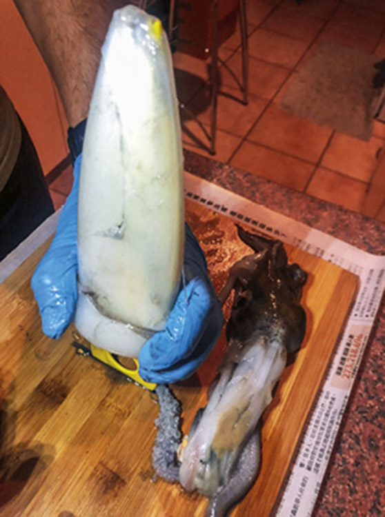 SquidEzy Squid Cleaning Tool review - The Fishing Website