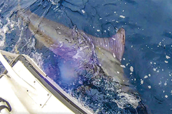Solo marlin fishing - 3 in one day - The Fishing Website