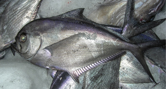 Weird and wonderful saltwater fish - Part 2 - The Fishing Website