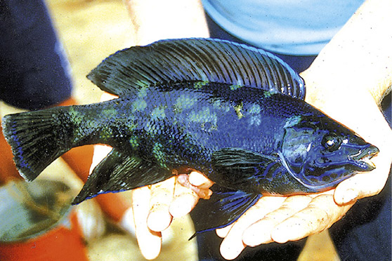 Weird and wonderful saltwater fish - Part 2 - The Fishing Website