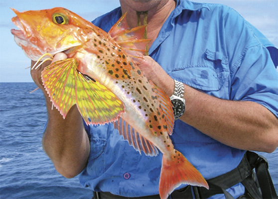 Weird and wonderful saltwater fish - Part 2 - The Fishing Website