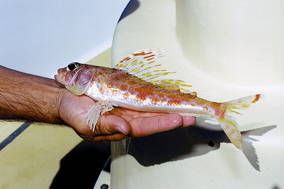 Weird and wonderful saltwater fish - Part 1 - The Fishing Website