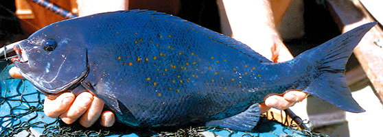 Weird and wonderful saltwater fish - Part 1 - The Fishing Website