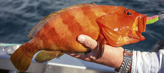 Weird and wonderful saltwater fish - Part 2 - The Fishing Website
