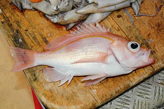 Weird and wonderful saltwater fish - Part 1 - The Fishing Website