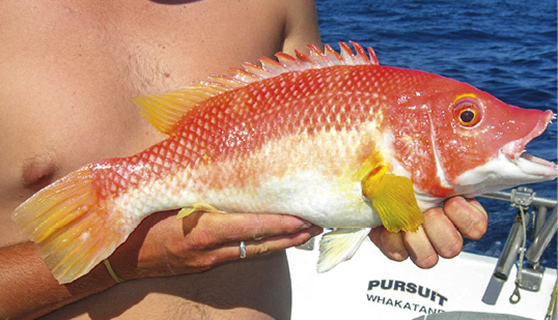 Weird and wonderful saltwater fish - Part 2 - The Fishing Website