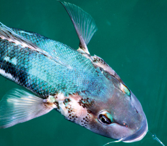 National Blue Cod Strategy Update - The Fishing Website