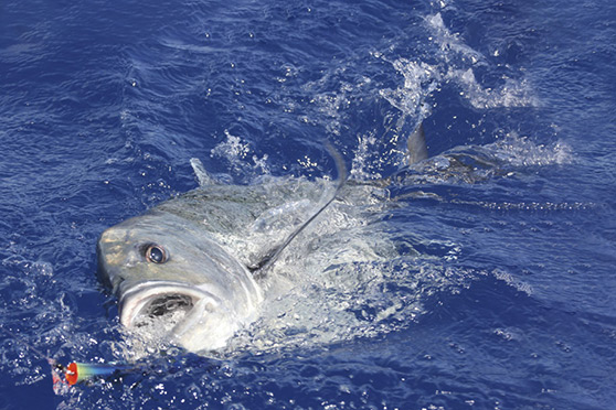 Aitutaki: Fishing Outside the Reef - The Fishing Website