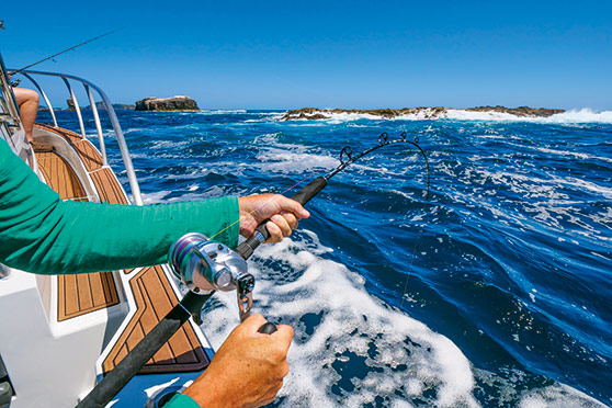 Best Drag Systems for Catching Kingfish - The Fishing Website