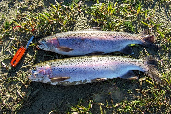 Hunting Wallabies - The Fishing Website