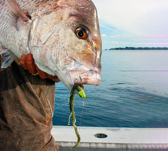 Animal Imitation Soft-Baits - The Fishing Website