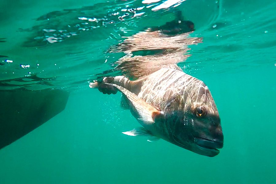 Slow Jigging with the Mussel Moocher - The Fishing Website