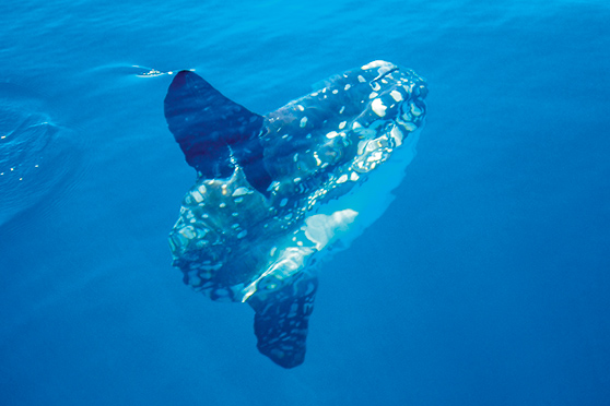 New Zealand's Tropical Species - The Fishing Website