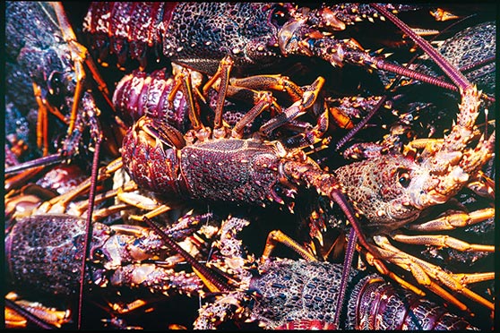 Fishing New Zealand's Offshore Islands - The Fishing Website