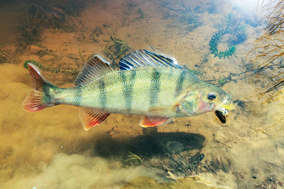 Perch: A Worthy Bycatch - The Fishing Website