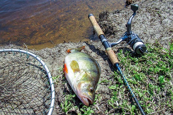 Perch: A Worthy Bycatch - The Fishing Website