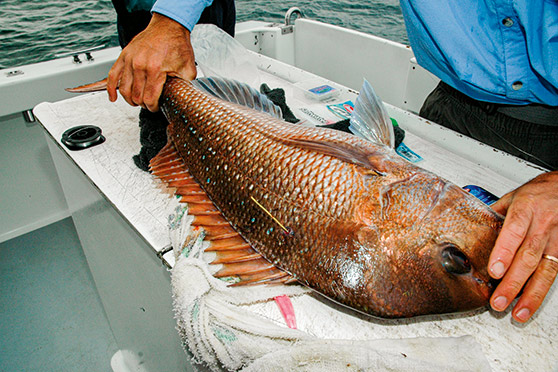 Do Released Snapper Survive? - The Fishing Website
