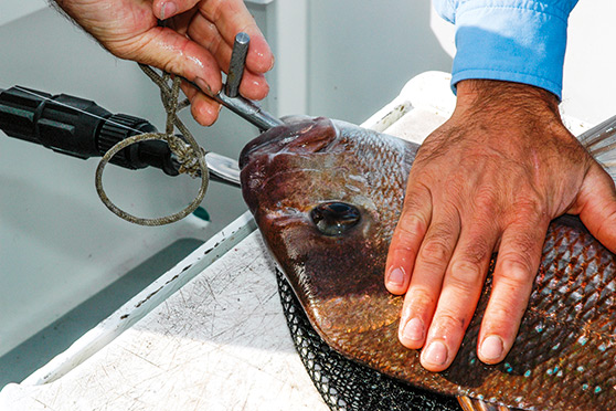 Do Released Snapper Survive? - The Fishing Website