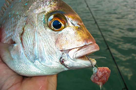 Do Released Snapper Survive? - The Fishing Website