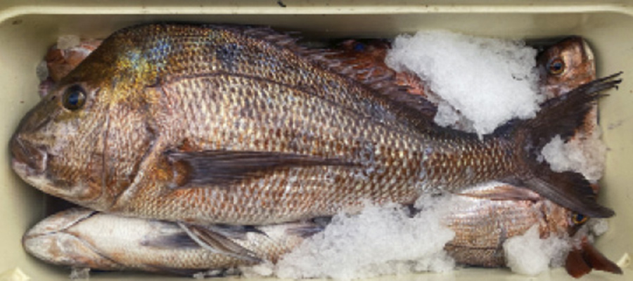 Fish Replicas and Taxidermy - The Fishing Website