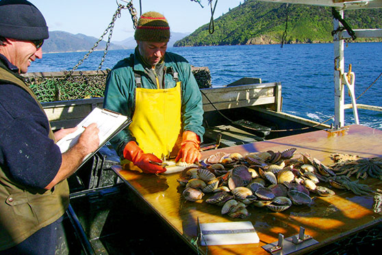 NZ Scallops – Part 1 - The Fishing Website
