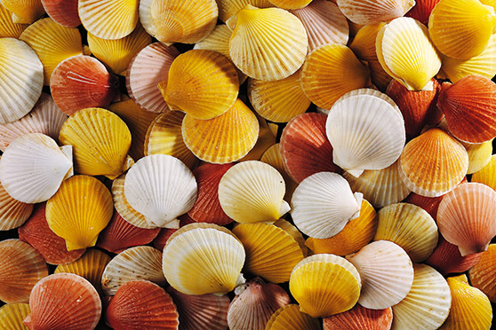 NZ Scallops – Part 1 - The Fishing Website