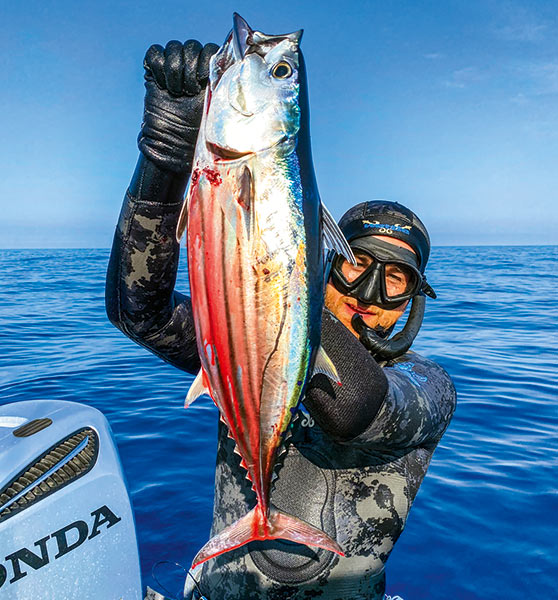 Skippies, Kingfish and Whale Sharks: A Spearfishing Trip to Remember ...