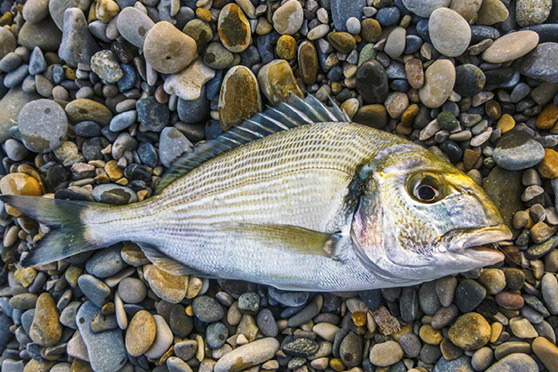 Snapper - Everything You Need to Know - The Fishing Website