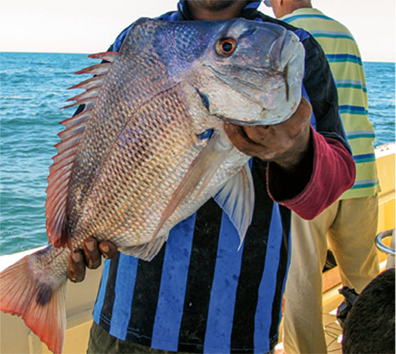Snapper - Everything You Need to Know - The Fishing Website