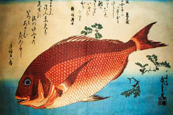 Snapper - Everything You Need to Know - The Fishing Website