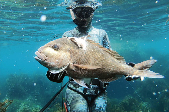 Spearfishing for Snapper - The Fishing Website