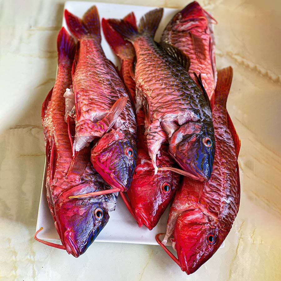 Spearing a Range of Fish Species - The Fishing Website