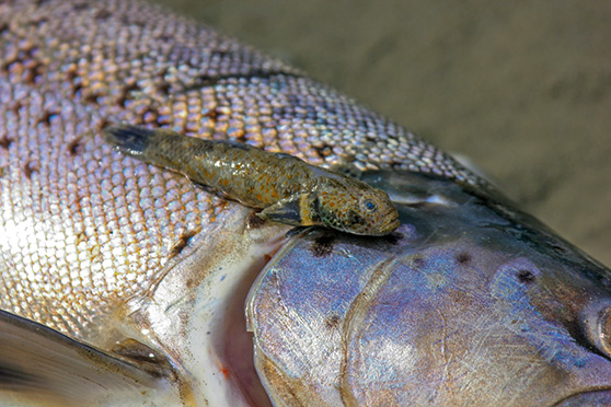 What you can Learn from Fishes' Stomach Contents - The Fishing Website