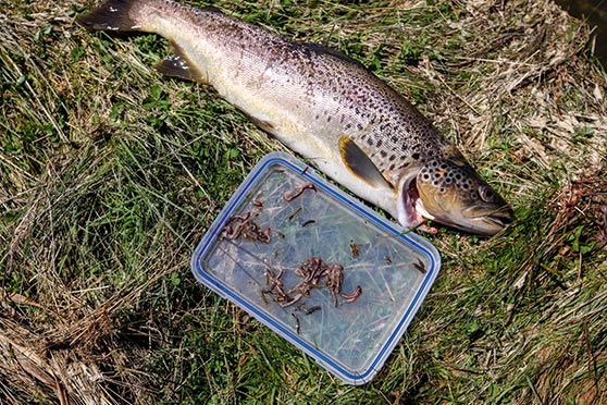 What you can Learn from Fishes' Stomach Contents - The Fishing Website