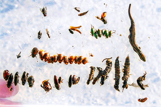 What you can Learn from Fishes' Stomach Contents - The Fishing Website