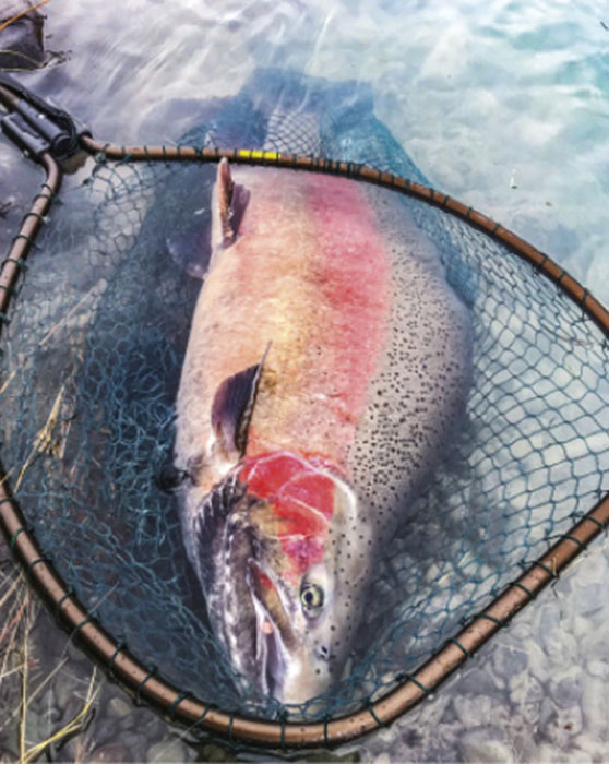 Four Trout World Records in 24 Hours - The Fishing Website
