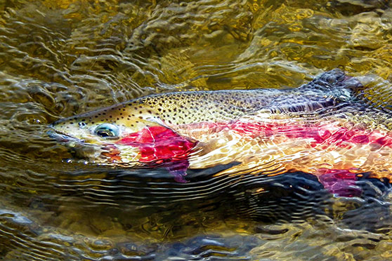 Freshwater Fishing with White Lures - The Fishing Website