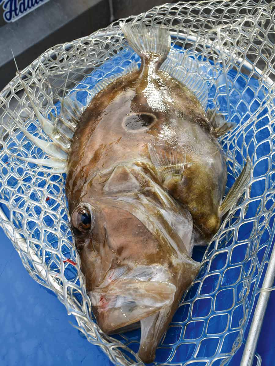 How to Catch John Dory - The Fishing Website