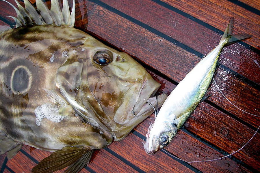 How to Catch John Dory - The Fishing Website