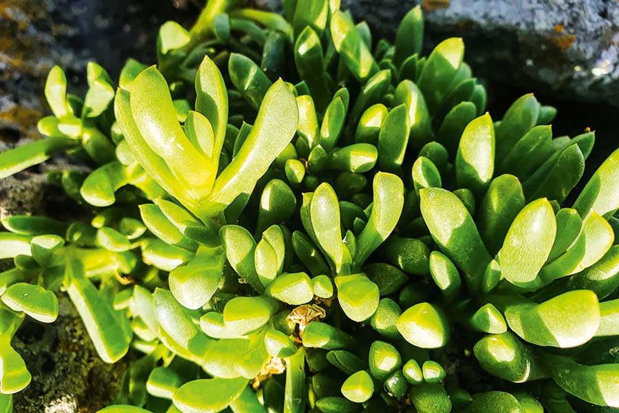 Five Top Trends in NZ Seafood Cuisine - The Fishing Website