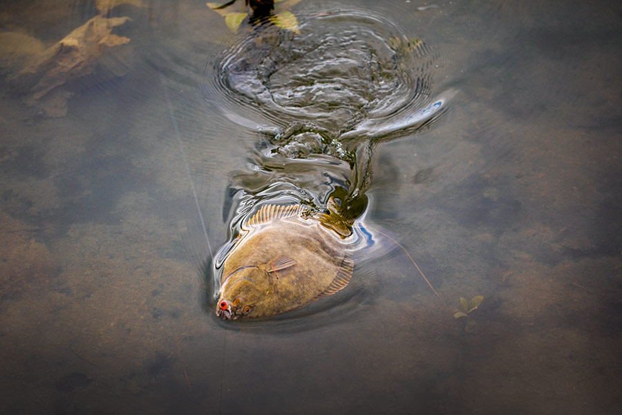Flounder on Soft-Baits - The Fishing Website