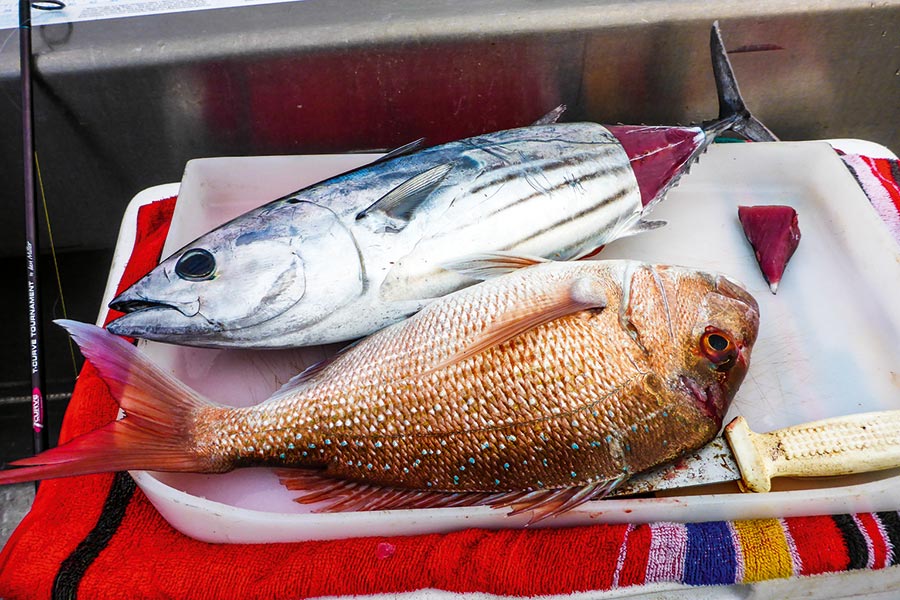 Unlocking the Fishing Food Chain – Part 1 - The Fishing Website